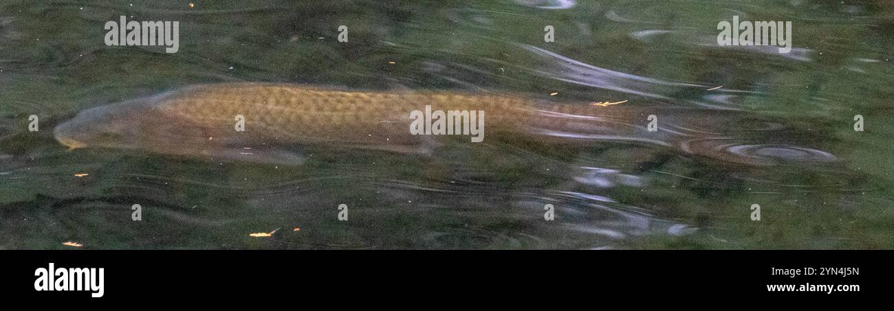 European Carp (Cyprinus carpio Stock Photo - Alamy