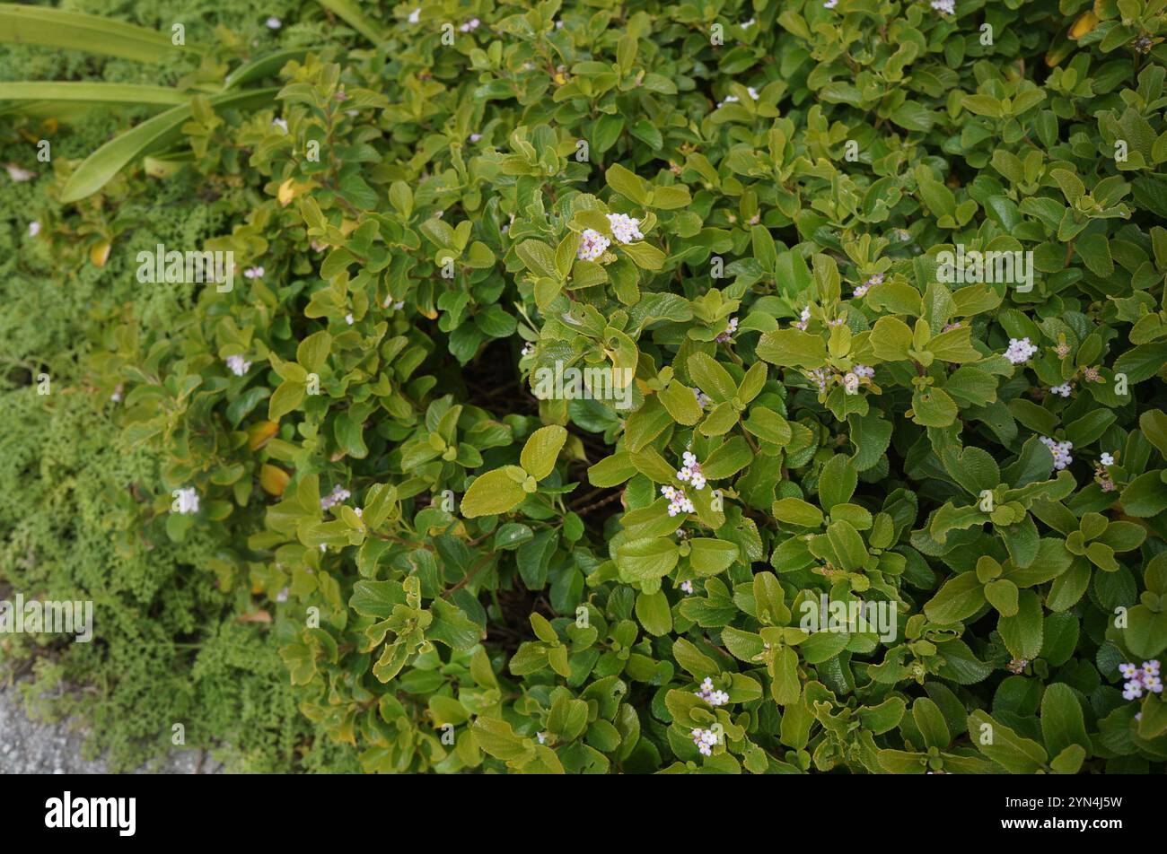 Button Sage (Lantana involucrata Stock Photo - Alamy