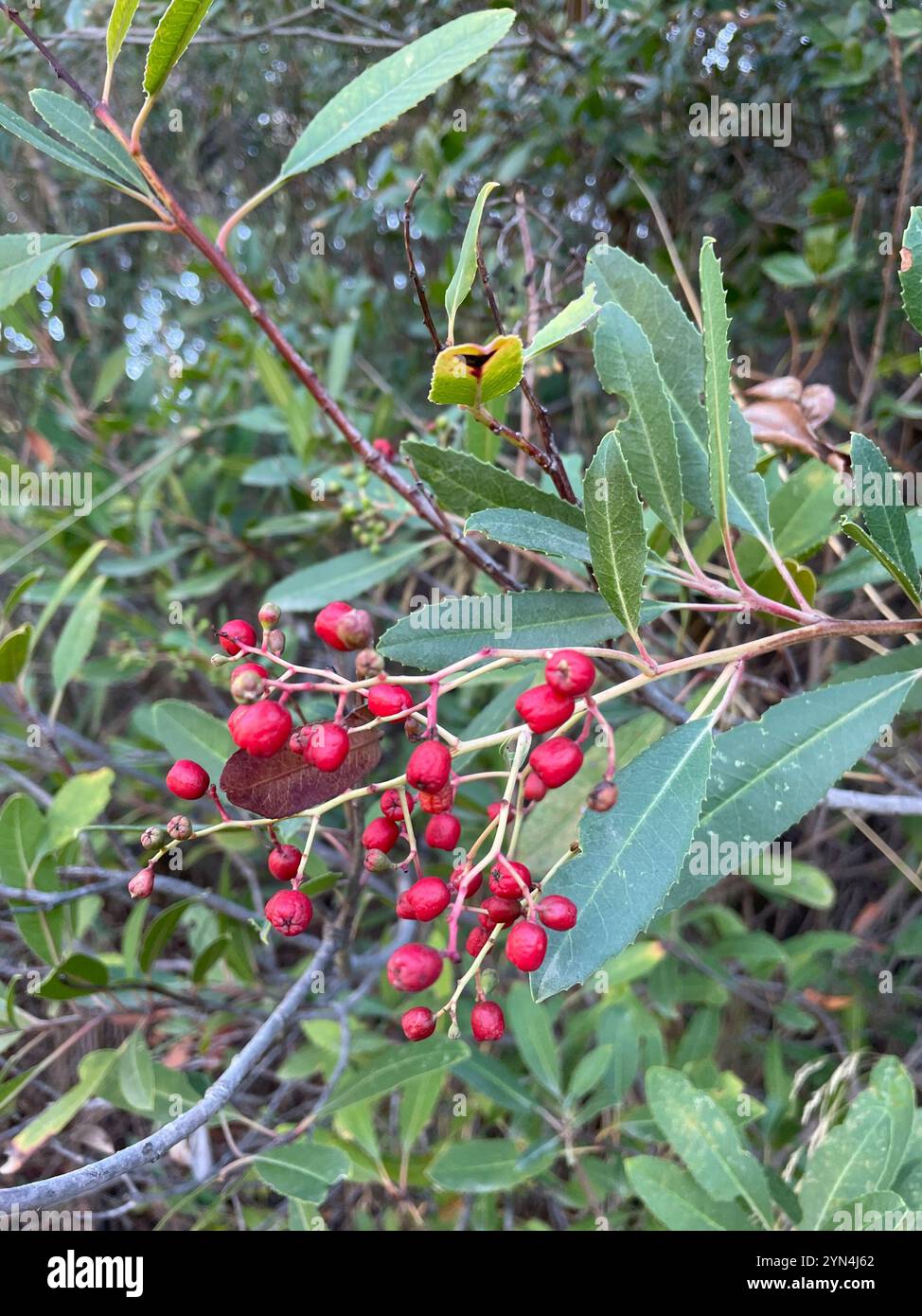 Toyon (Heteromeles arbutifolia Stock Photo - Alamy