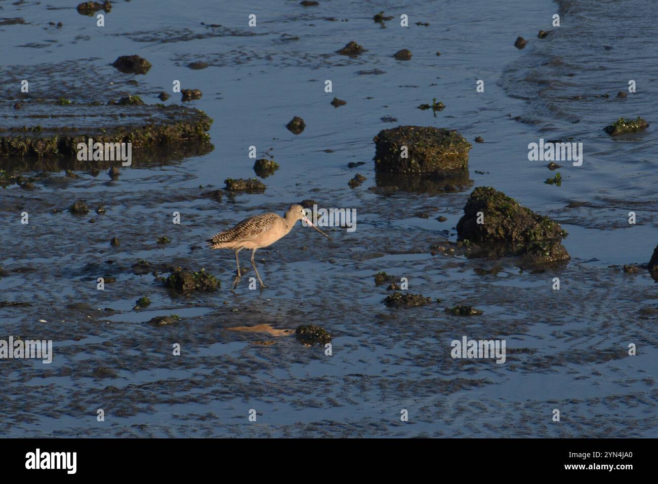 Marbled Godwit (Limosa fedoa Stock Photo - Alamy