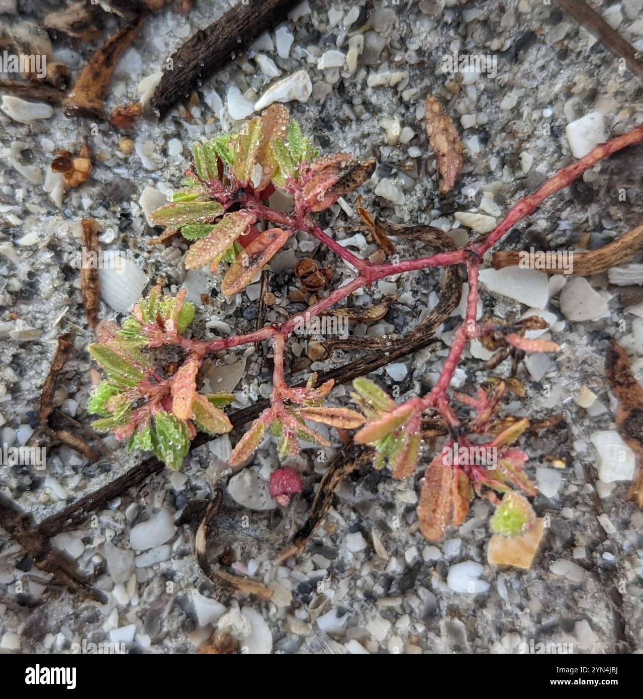 Southern Seaside Spurge (Euphorbia bombensis Stock Photo - Alamy