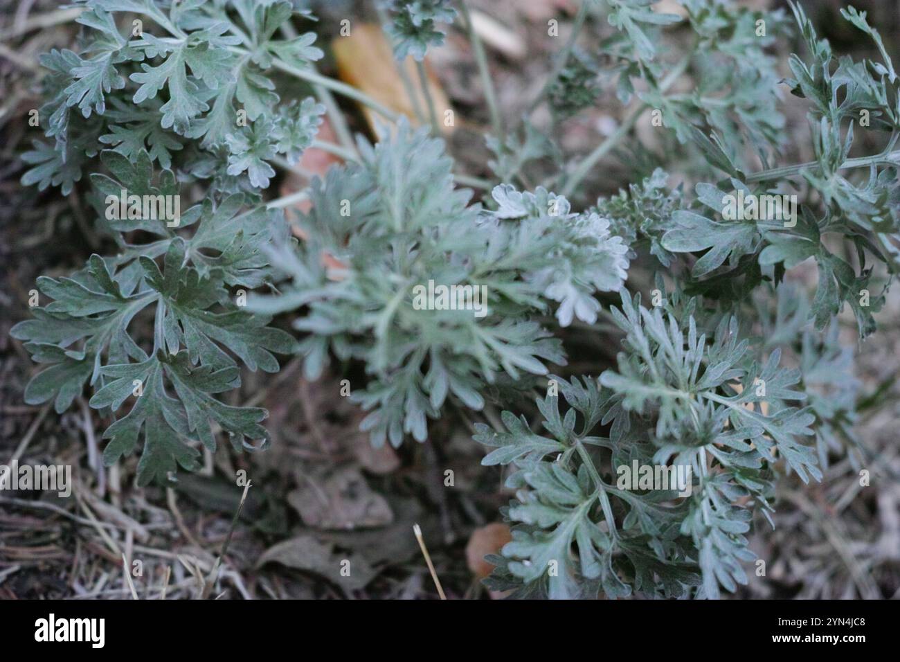 absinthe wormwood (Artemisia absinthium Stock Photo - Alamy