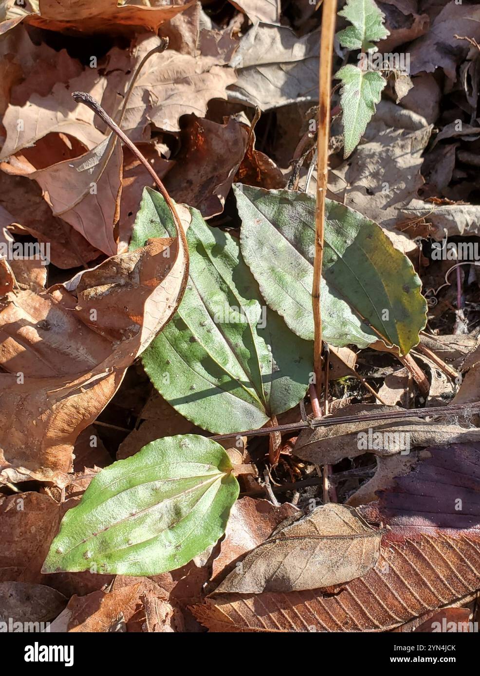 crane-fly orchid (Tipularia discolor Stock Photo - Alamy