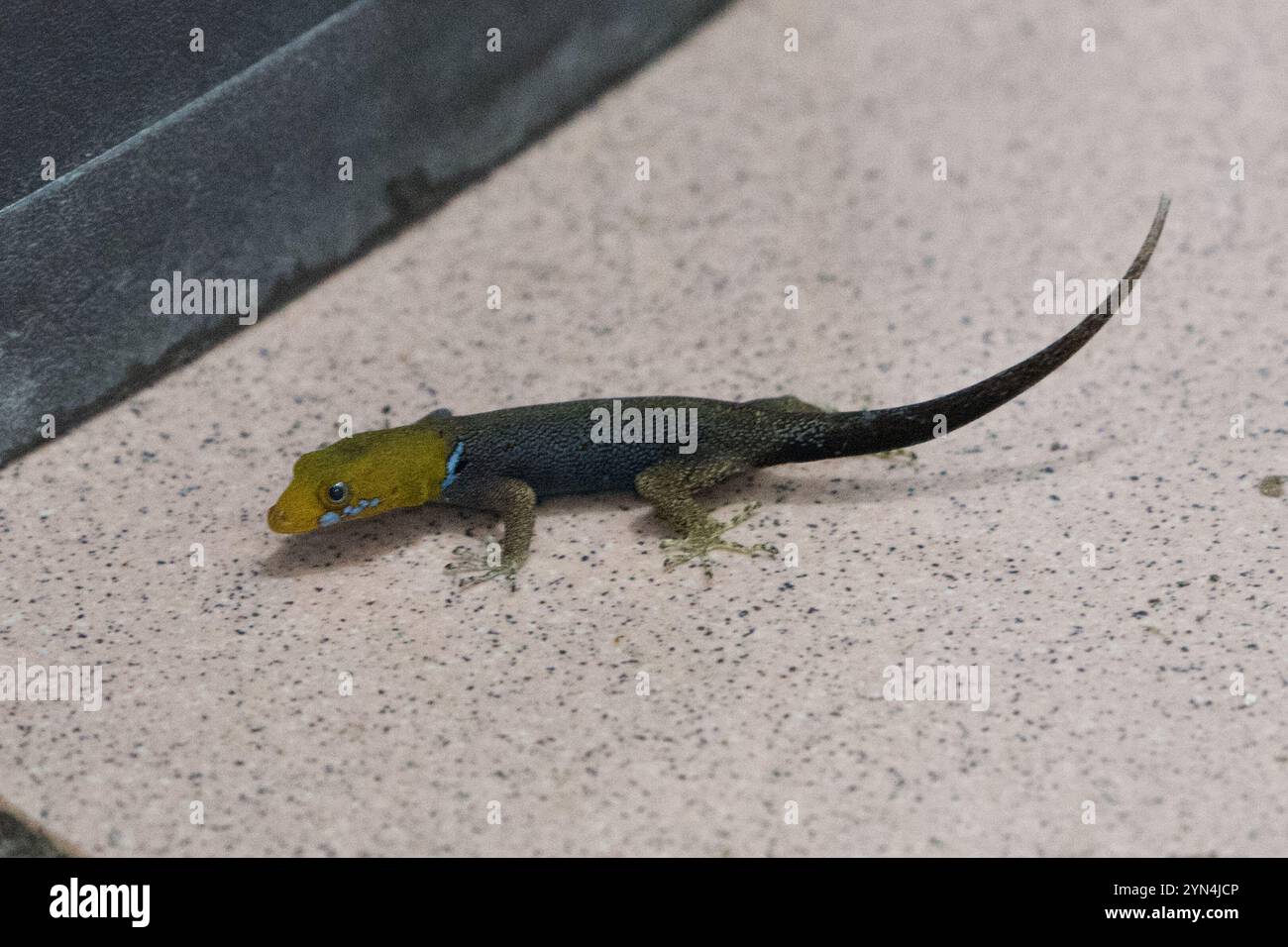 Yellow-headed Gecko (Gonatodes albogularis Stock Photo - Alamy