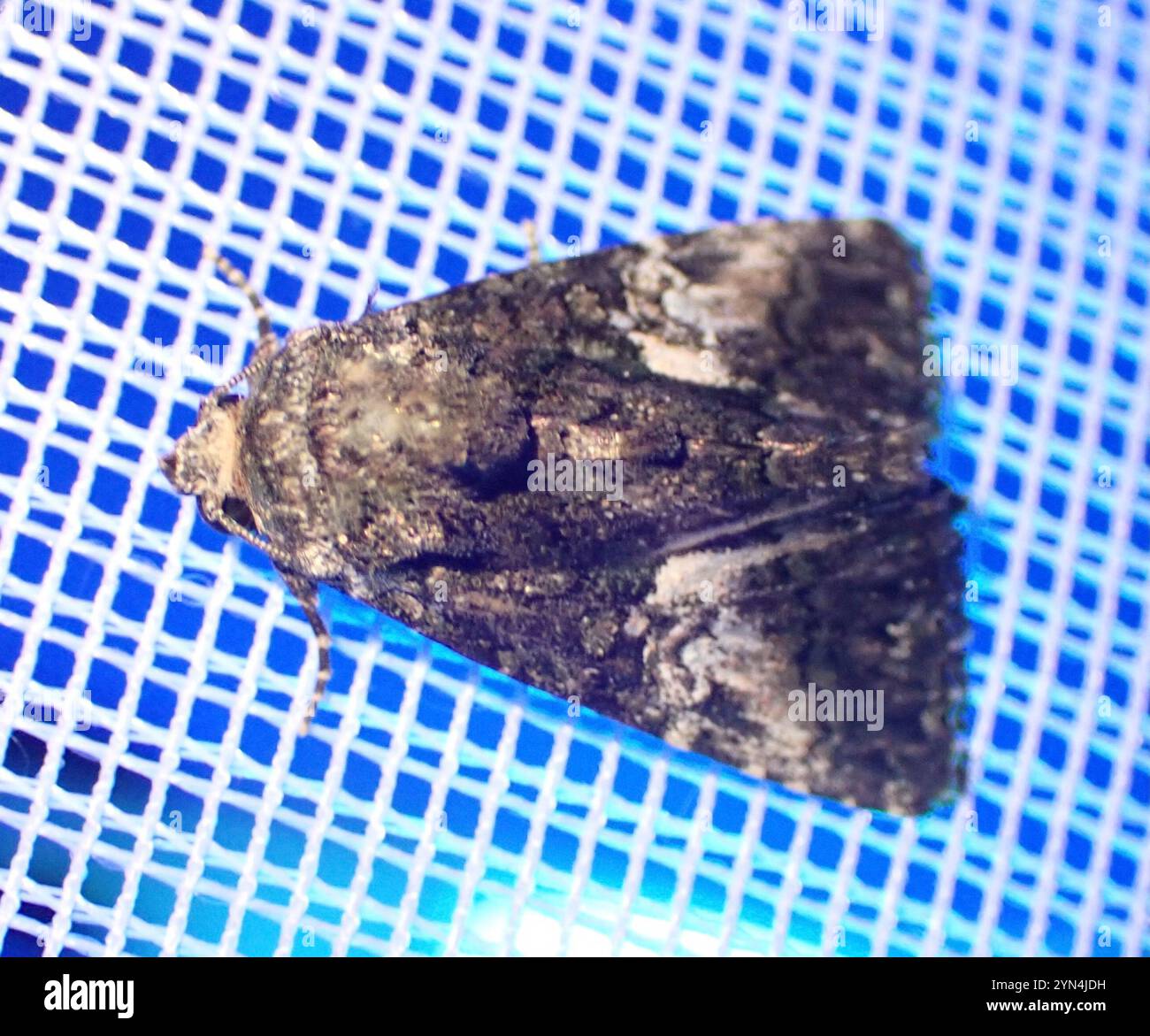 Owlet Moths and Allies (Noctuoidea Stock Photo - Alamy