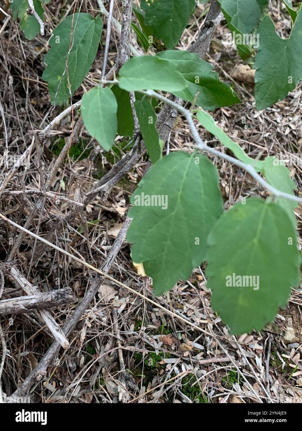 spiny hackberry (Celtis pallida Stock Photo - Alamy