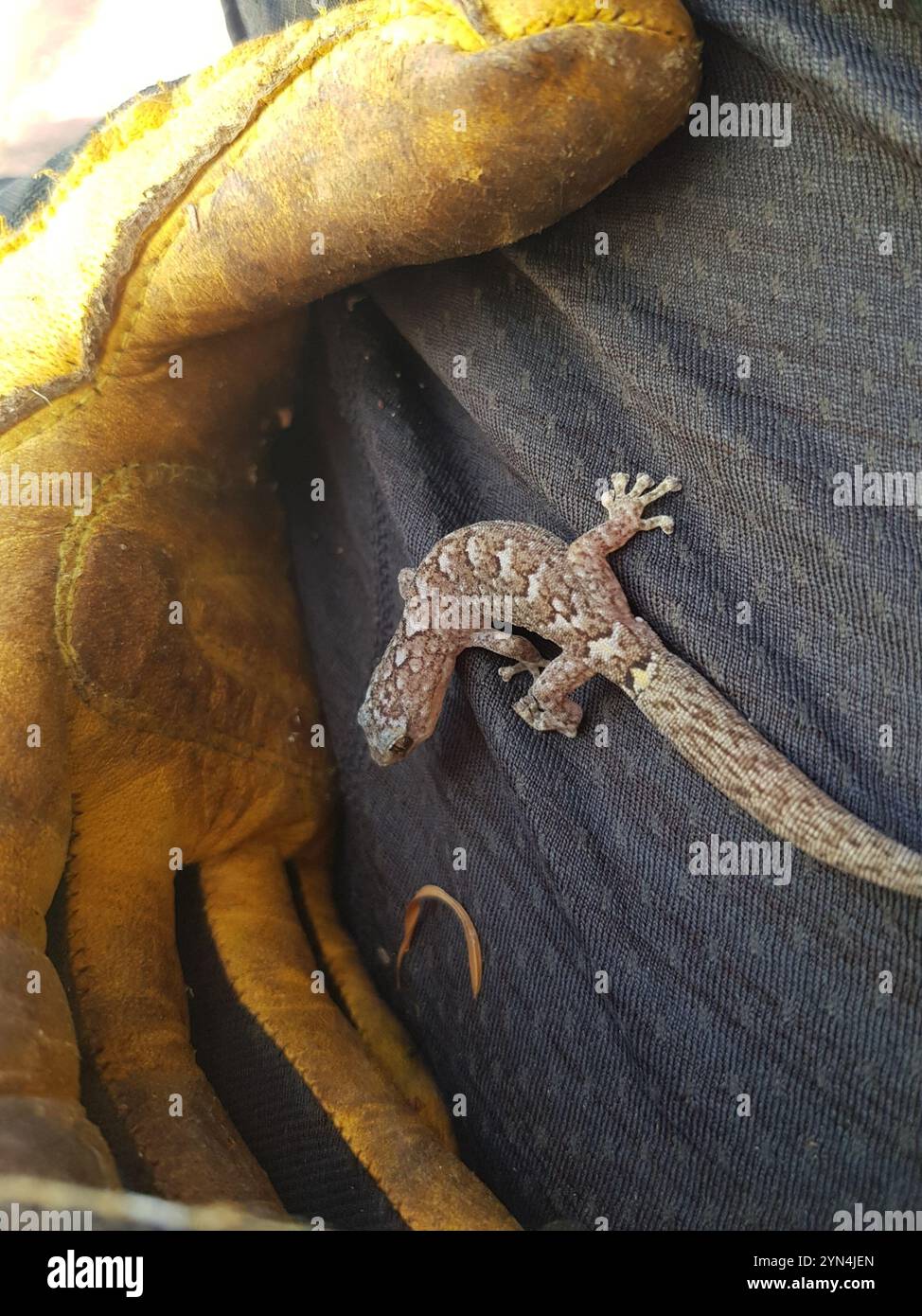 Southern Marbled Gecko (Christinus marmoratus Stock Photo - Alamy