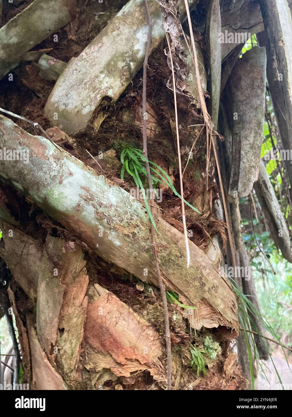 Shoestring Fern (Vittaria lineata Stock Photo - Alamy