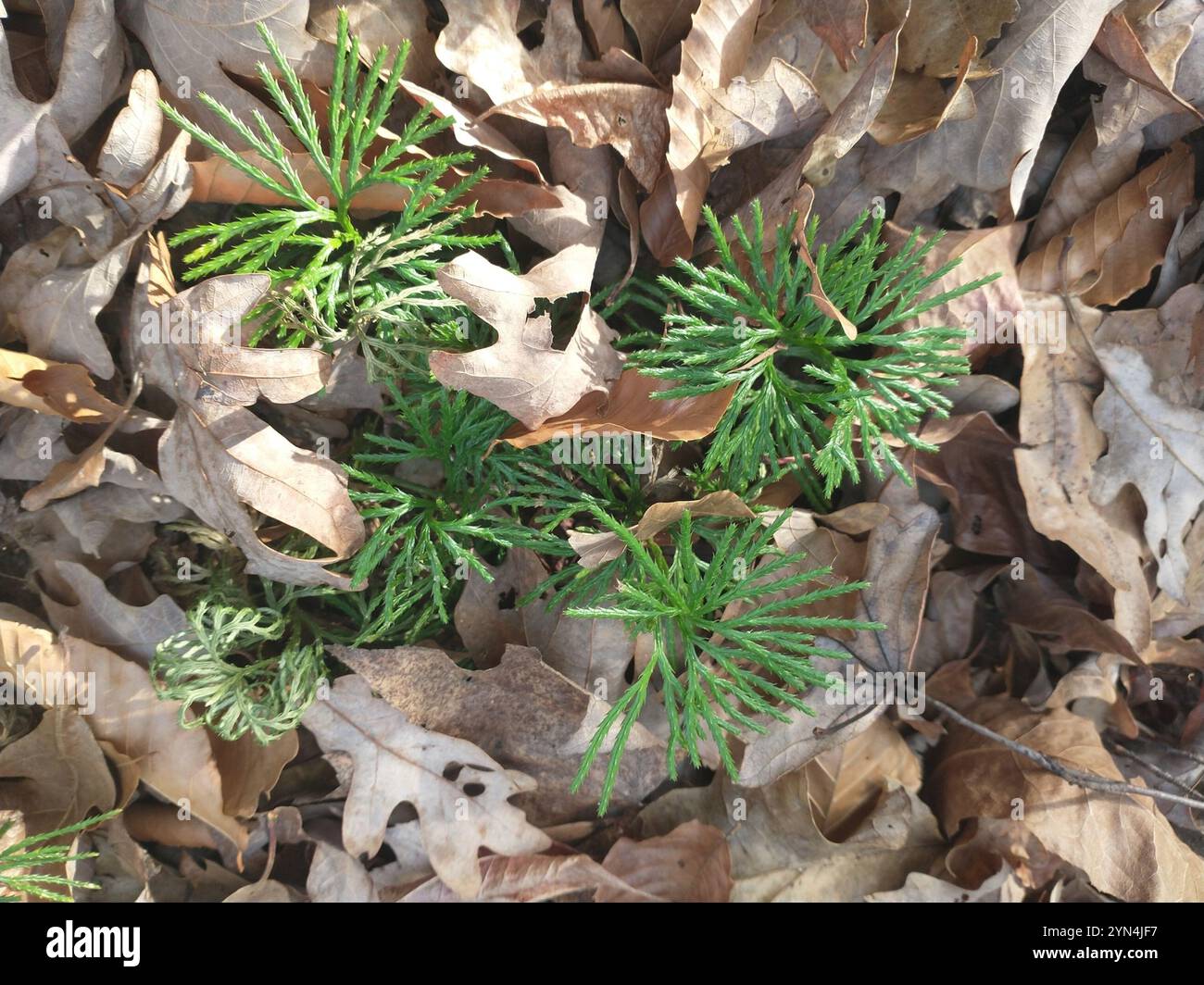 fan clubmoss (Diphasiastrum digitatum Stock Photo - Alamy