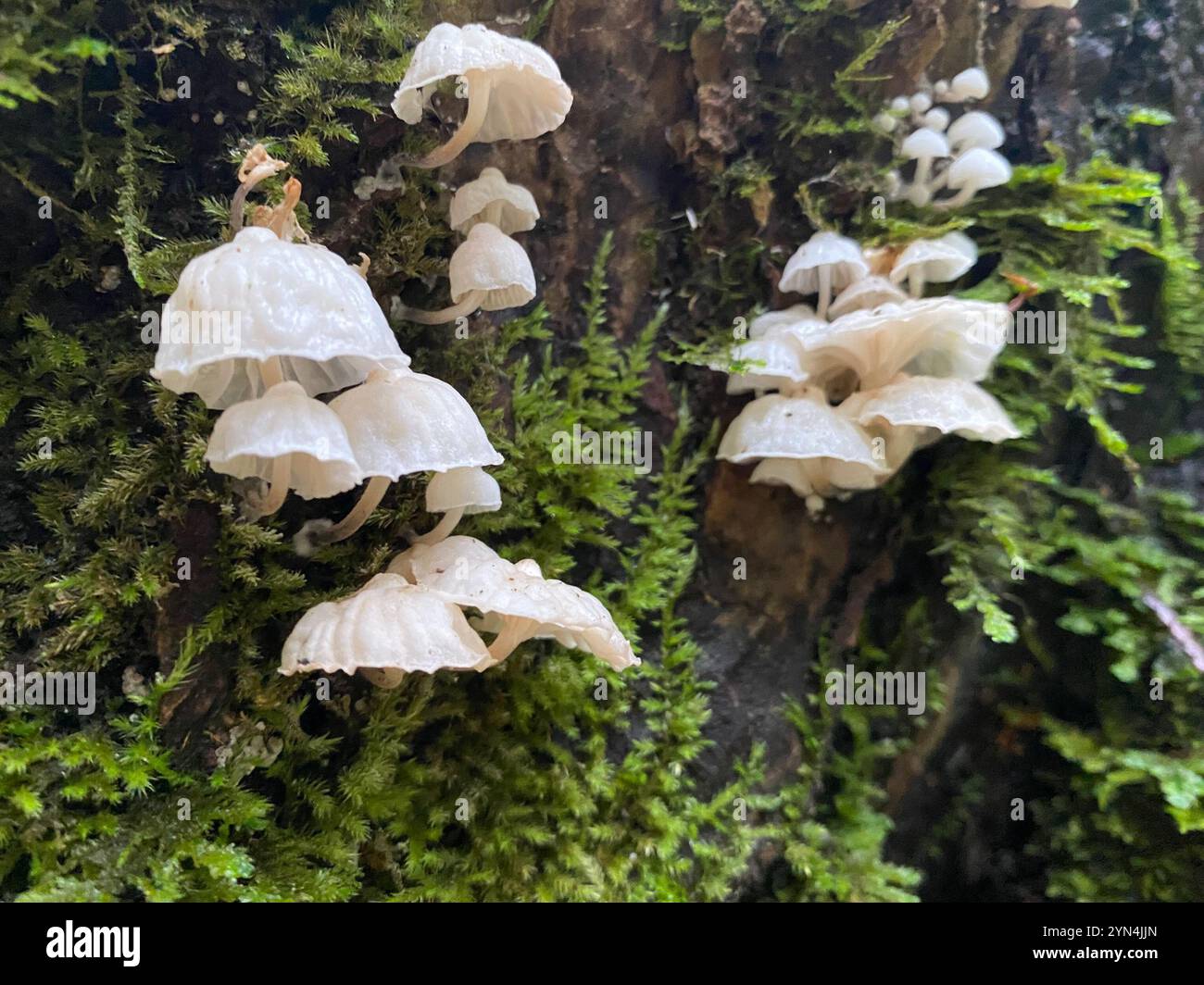 Fairy Parachutes (Marasmiellus candidus Stock Photo - Alamy