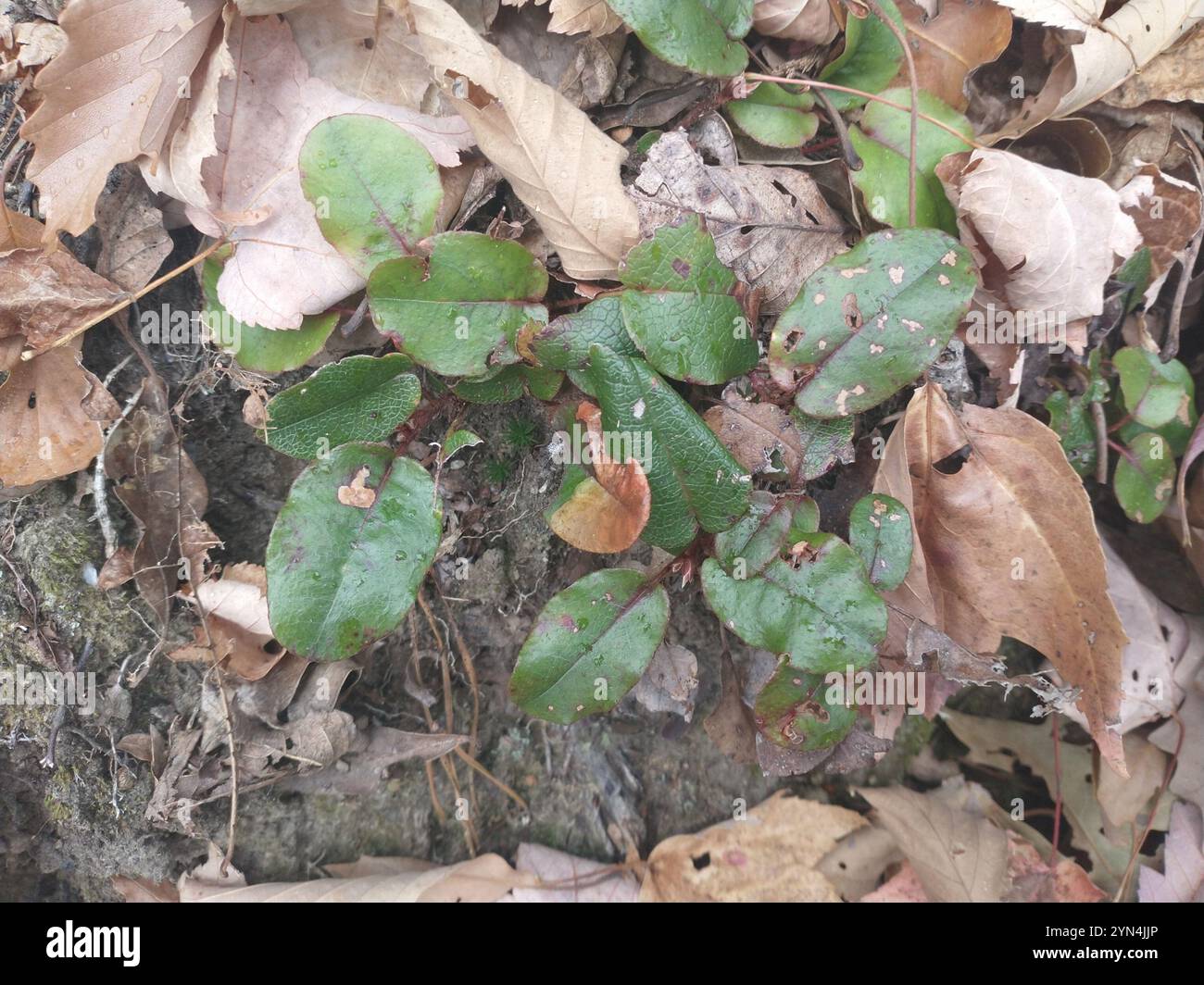 trailing arbutus (Epigaea repens Stock Photo - Alamy