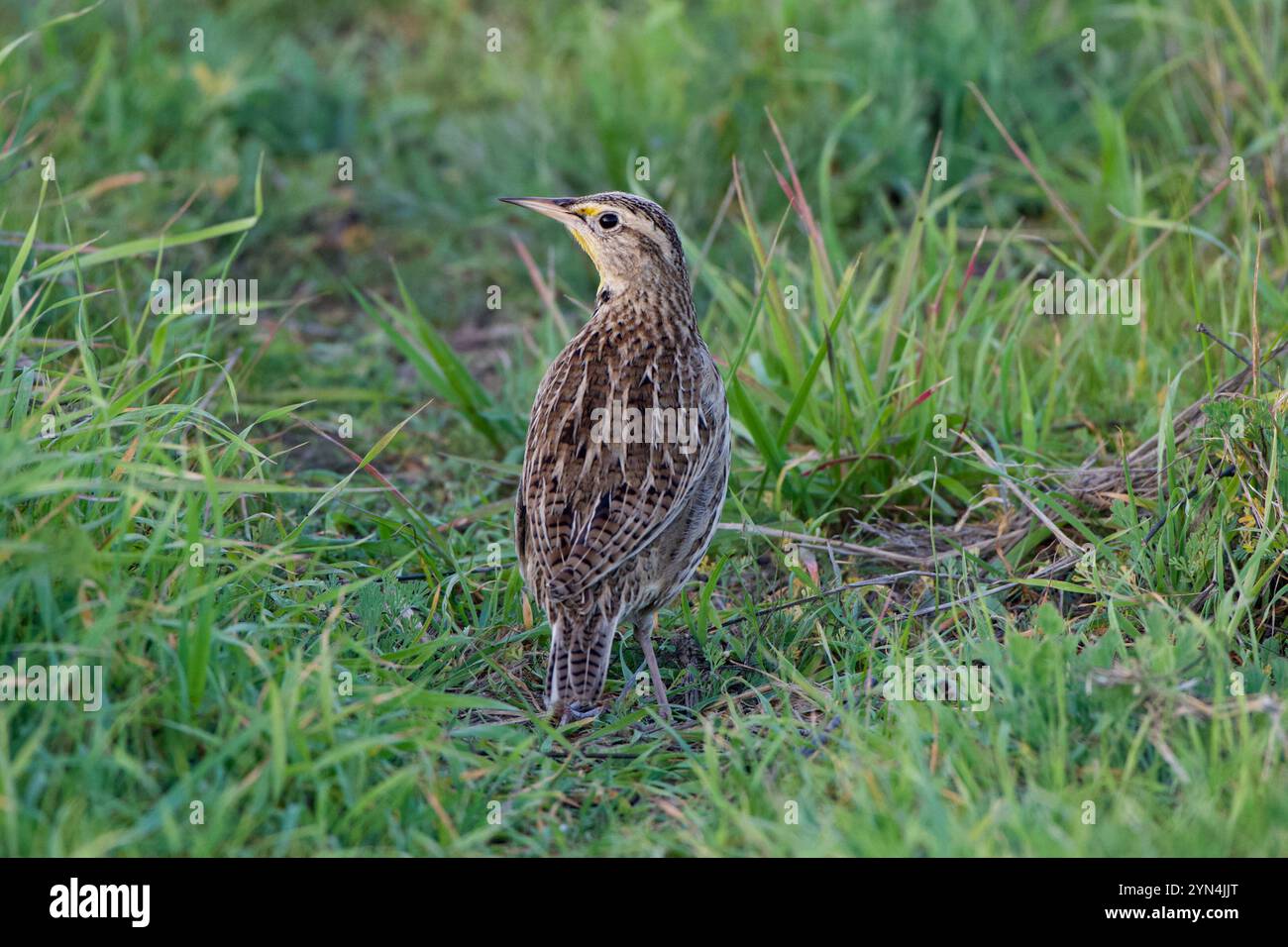 Western Meadowlark (Sturnella neglecta Stock Photo - Alamy