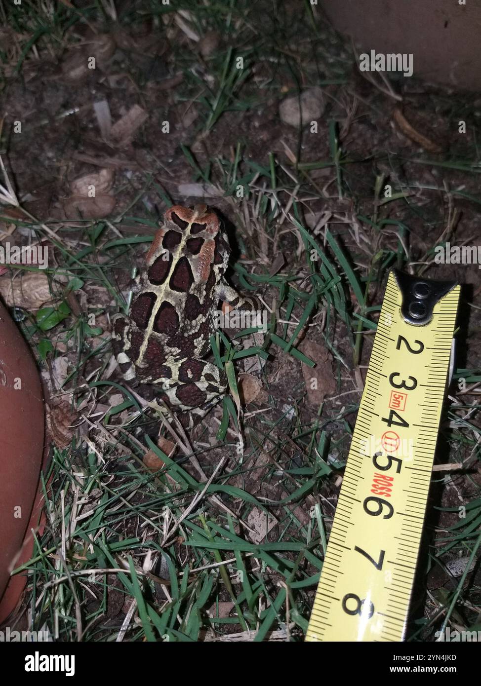 Western Leopard Toad (Sclerophrys pantherina Stock Photo - Alamy