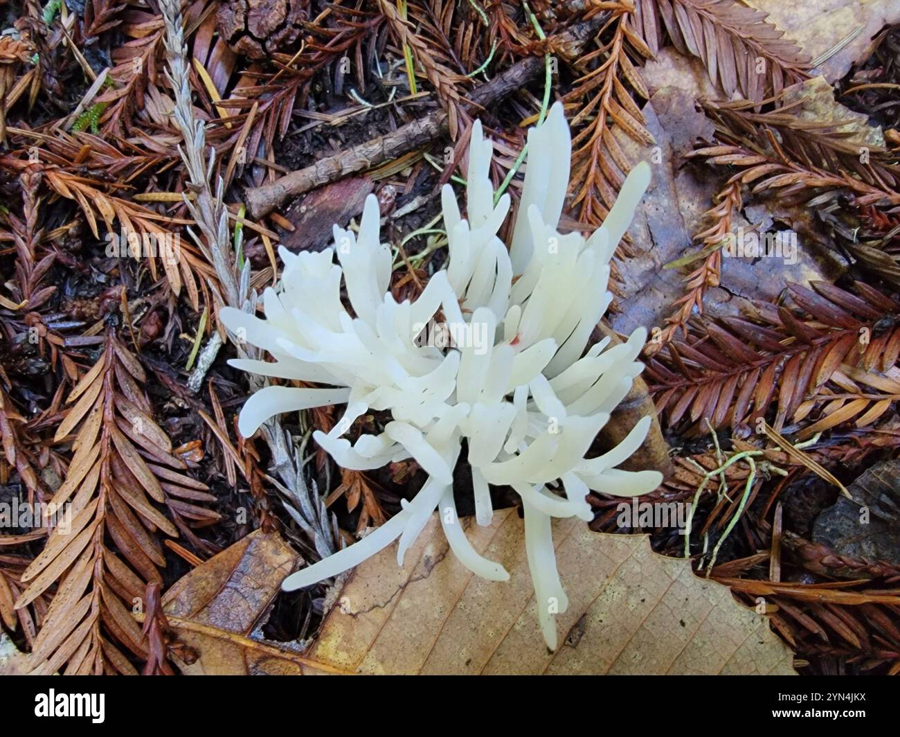 Fairy Fingers (Clavaria fragilis Stock Photo - Alamy