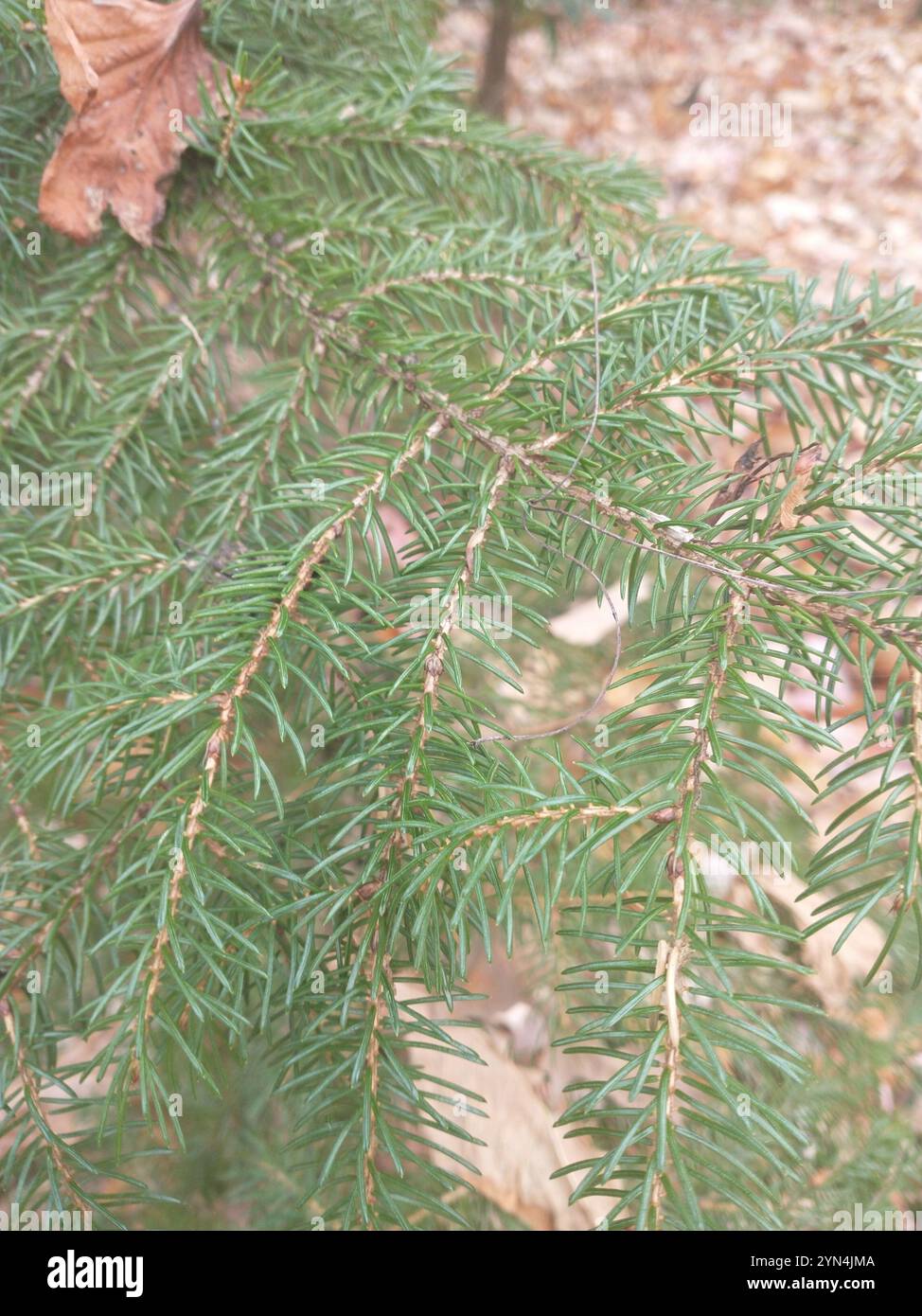 red spruce (Picea rubens Stock Photo - Alamy