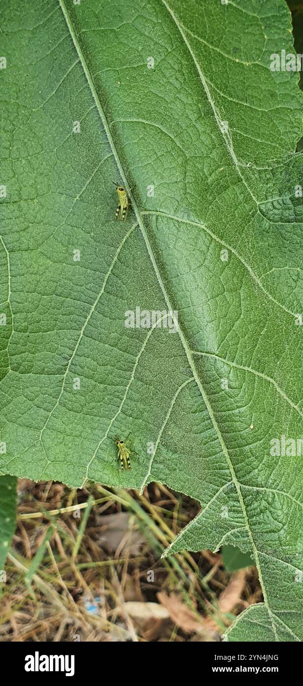 Giant Grasshopper (Valanga irregularis Stock Photo - Alamy