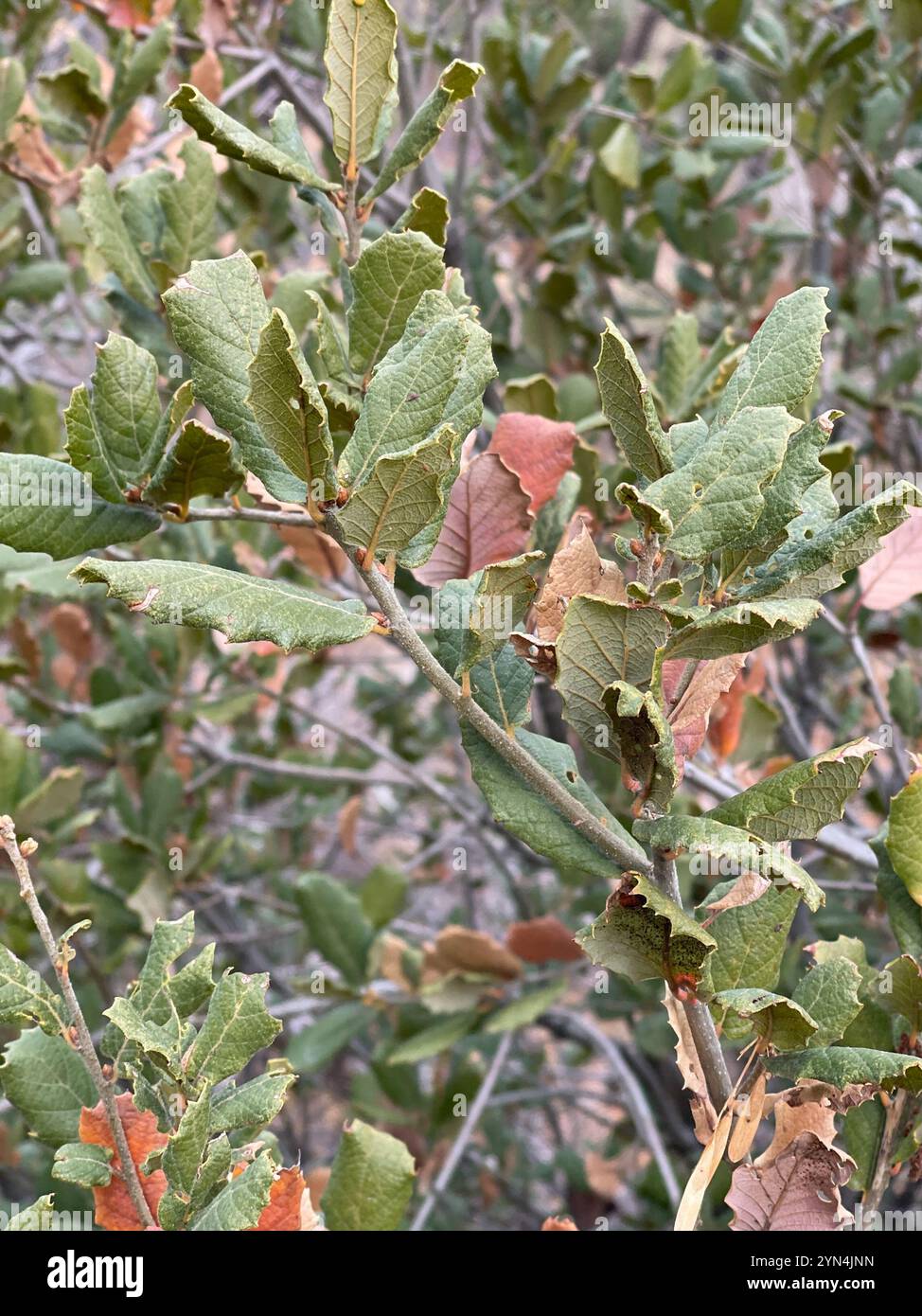 netleaf oak (Quercus rugosa Stock Photo - Alamy