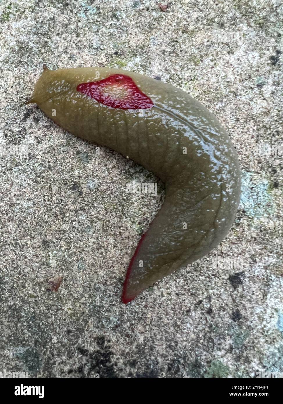 Red Triangle Slug (Triboniophorus graeffei Stock Photo - Alamy