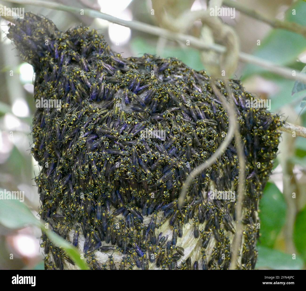 Paper Wasps (Polistinae Stock Photo - Alamy