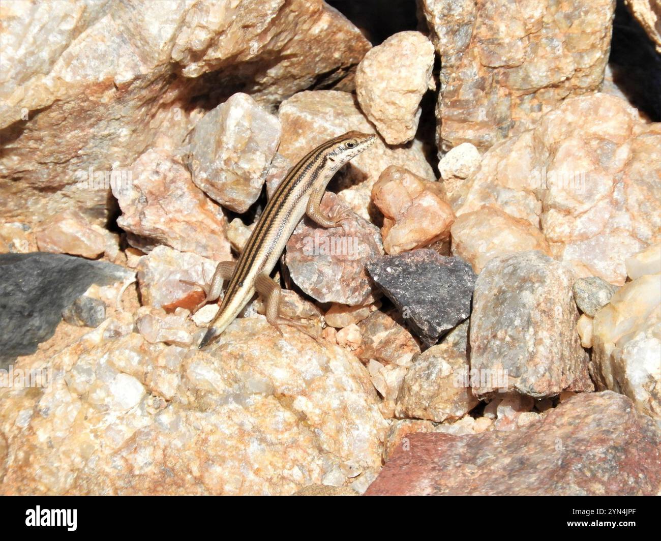 Western Rock Skink (Trachylepis sulcata Stock Photo - Alamy