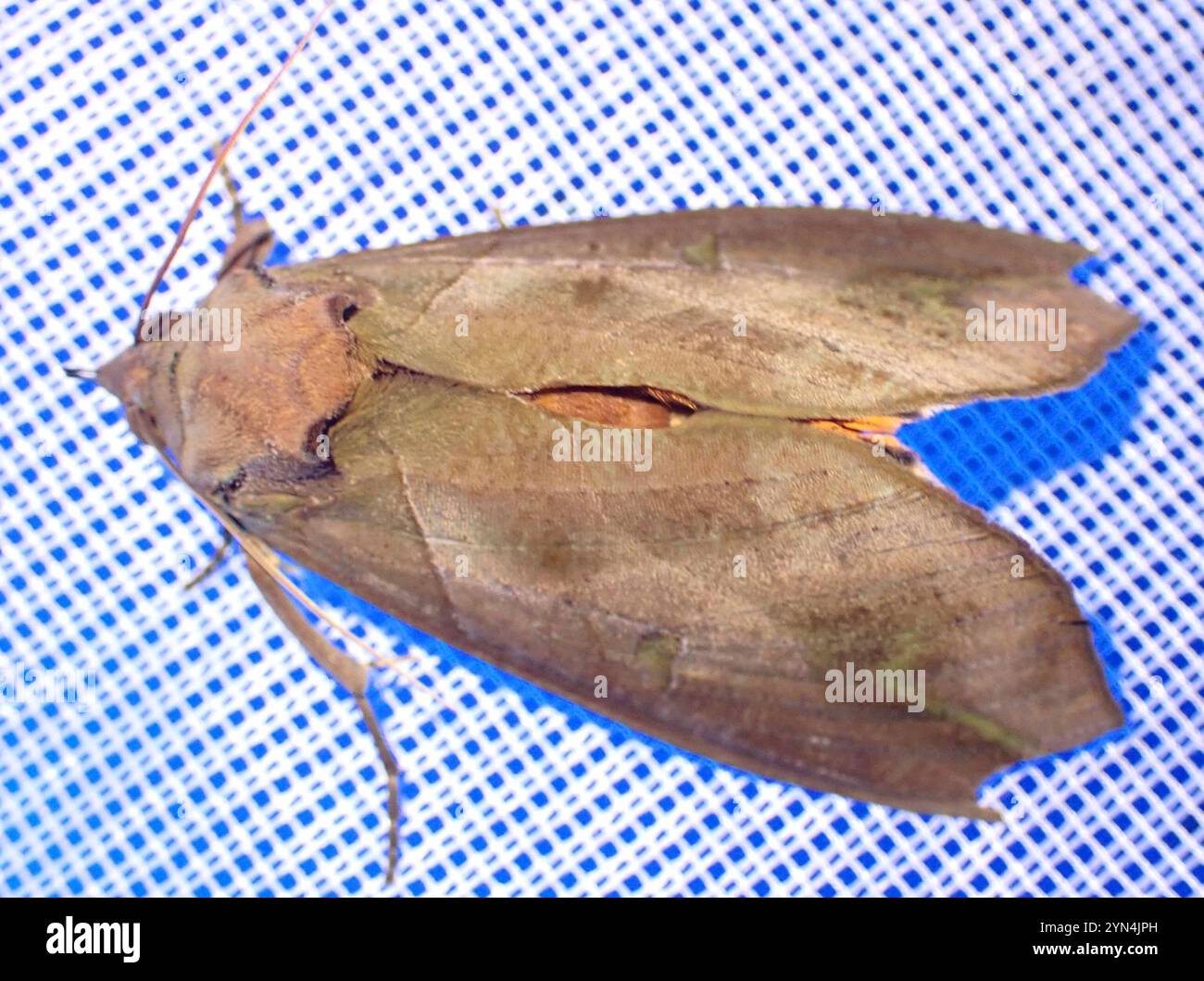Fruit piercing moth hi-res stock photography and images - Alamy