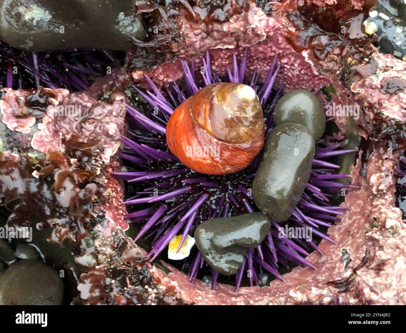 Tegula brunnea hi-res stock photography and images - Alamy