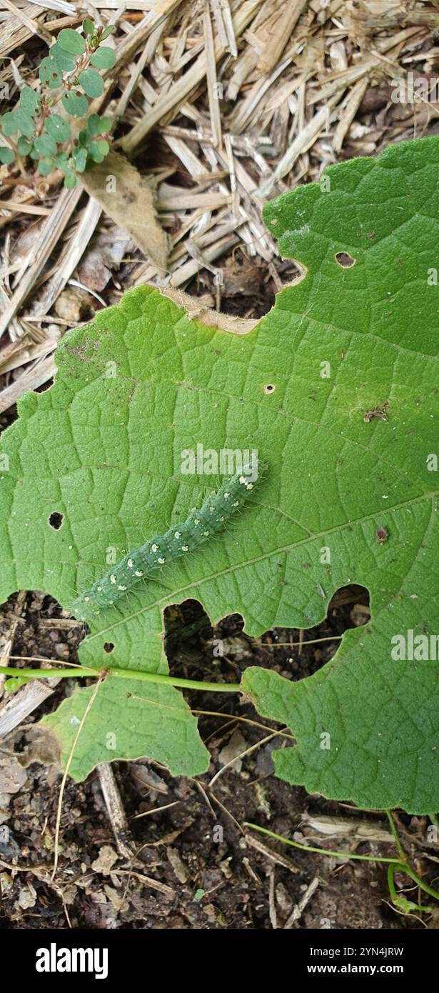 Transverse moth hi-res stock photography and images - Alamy