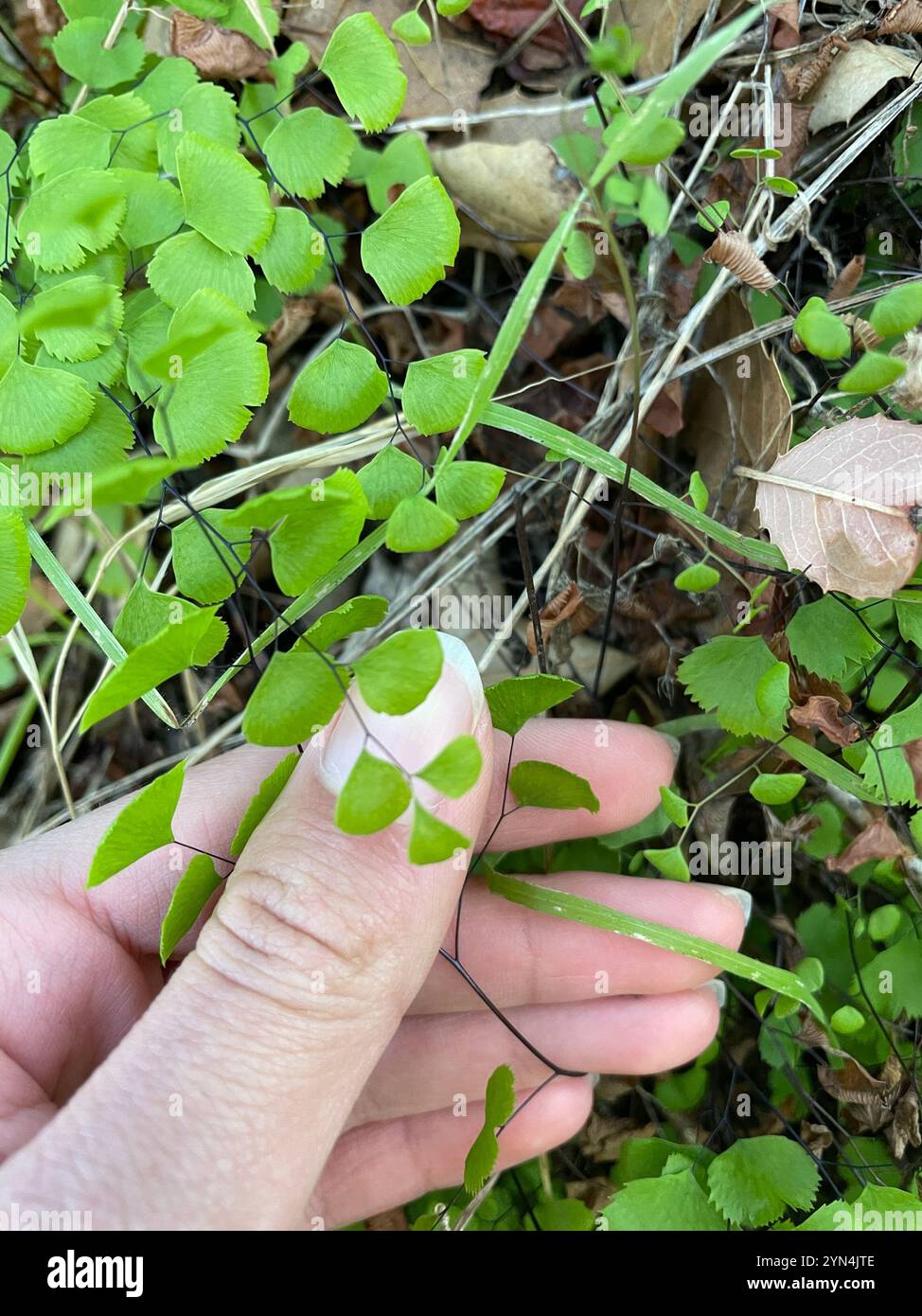 California Maidenhair Fern (Adiantum jordanii Stock Photo - Alamy