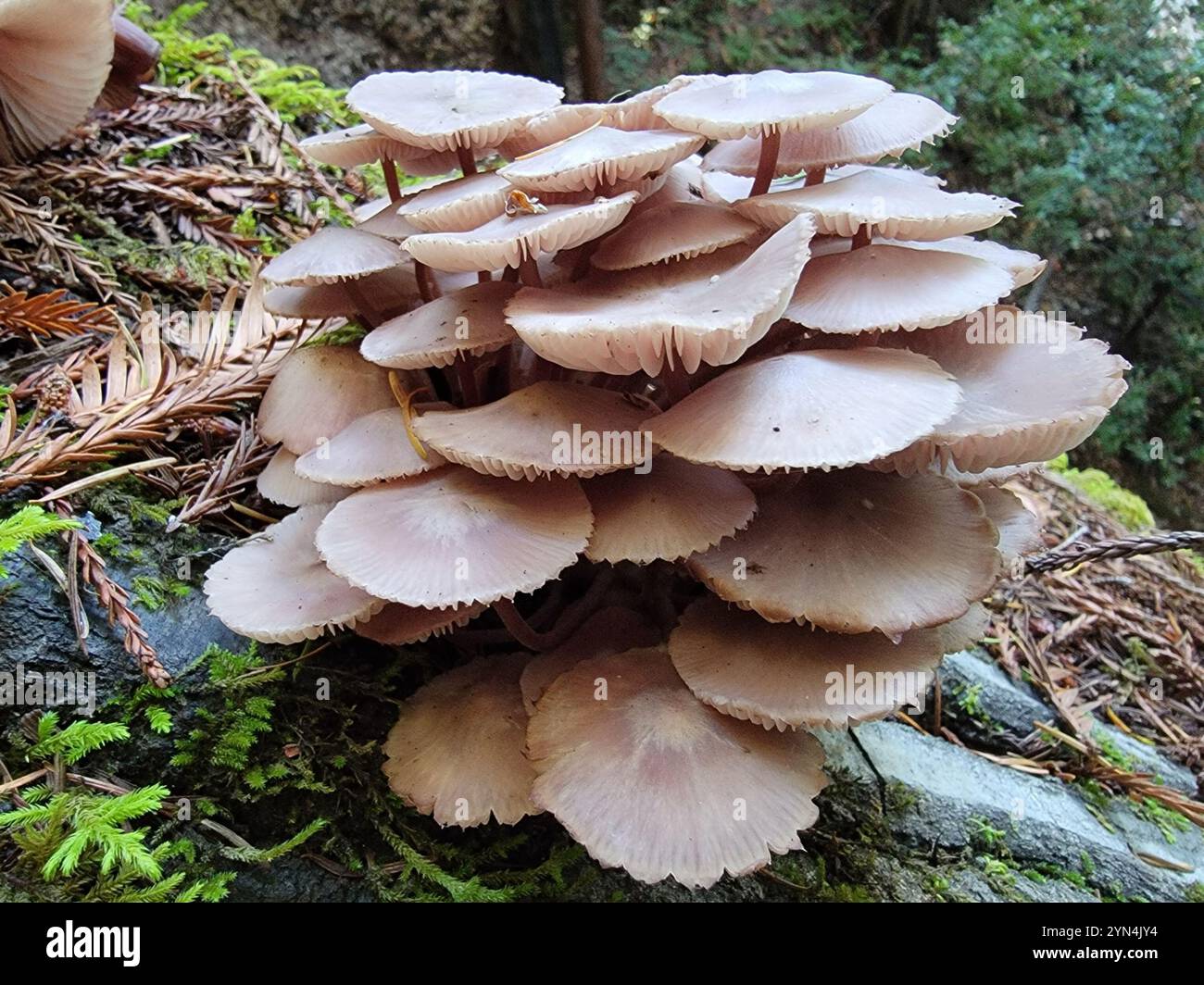 common bonnet (Mycena galericulata Stock Photo - Alamy