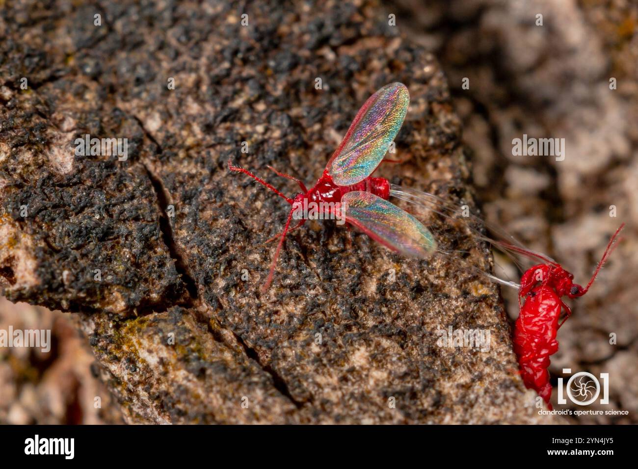 Giant pecan hi-res stock photography and images - Alamy