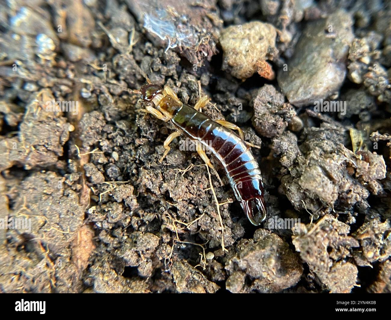 Euborellia annulipes hi-res stock photography and images - Alamy