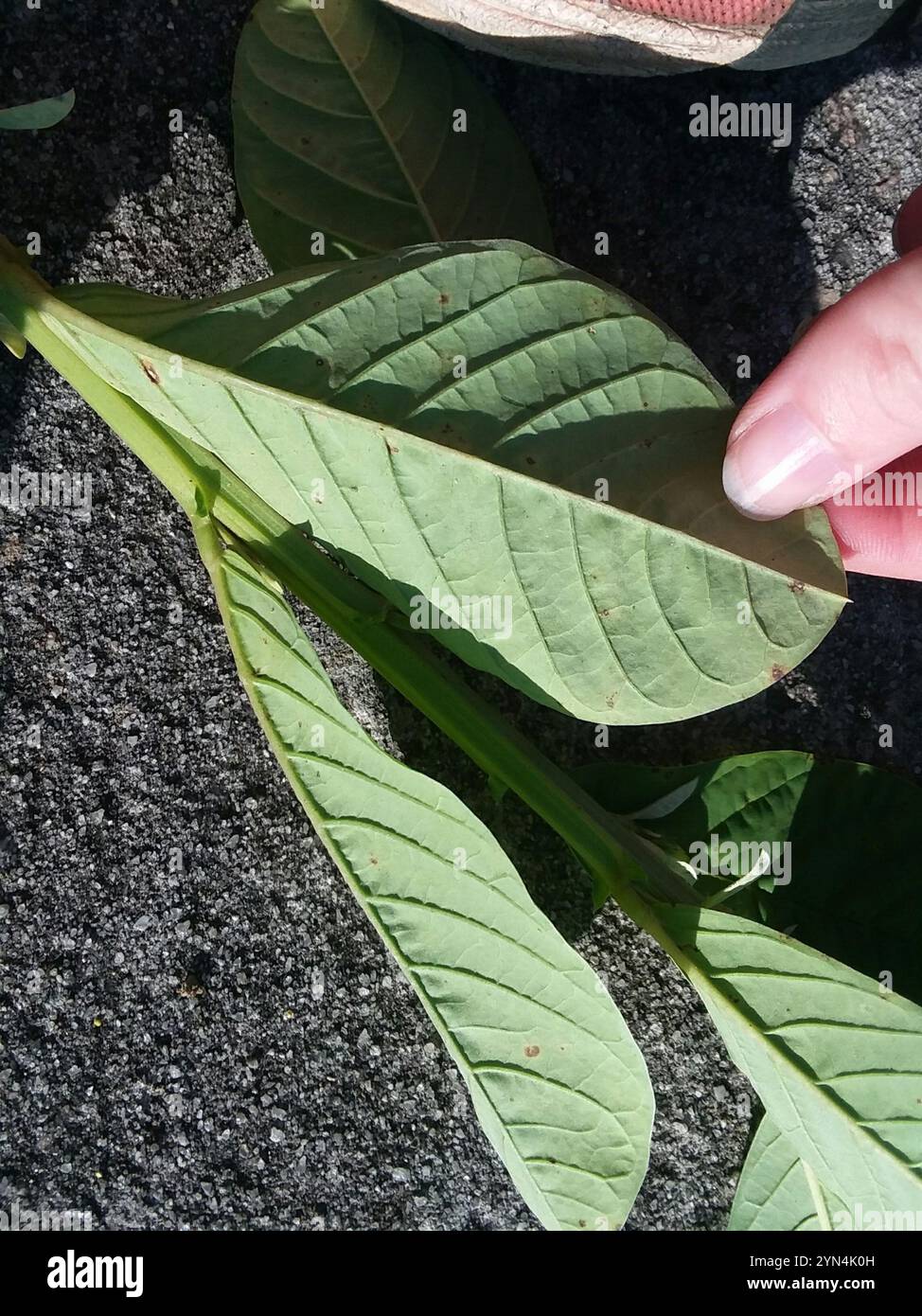 Showy Rattlebox (Crotalaria spectabilis Stock Photo - Alamy