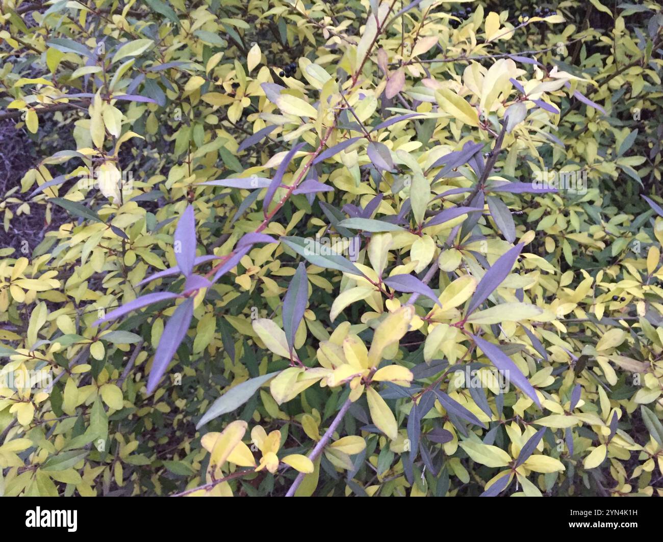 Common Privet (Ligustrum vulgare Stock Photo - Alamy