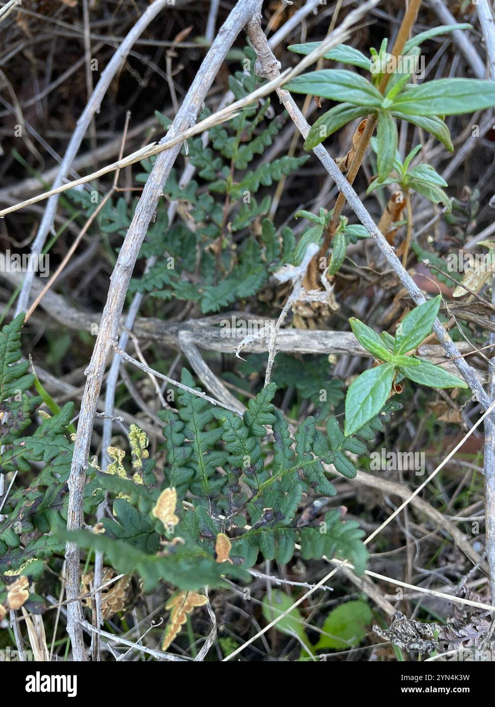 goldback fern (Pentagramma triangularis Stock Photo - Alamy