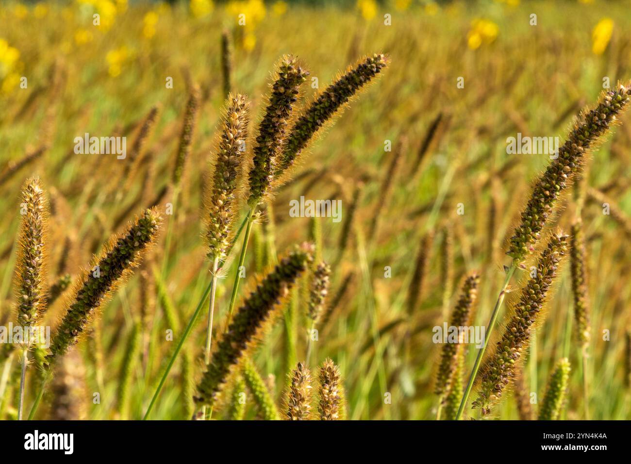 yellow foxtail (Setaria pumila Stock Photo - Alamy
