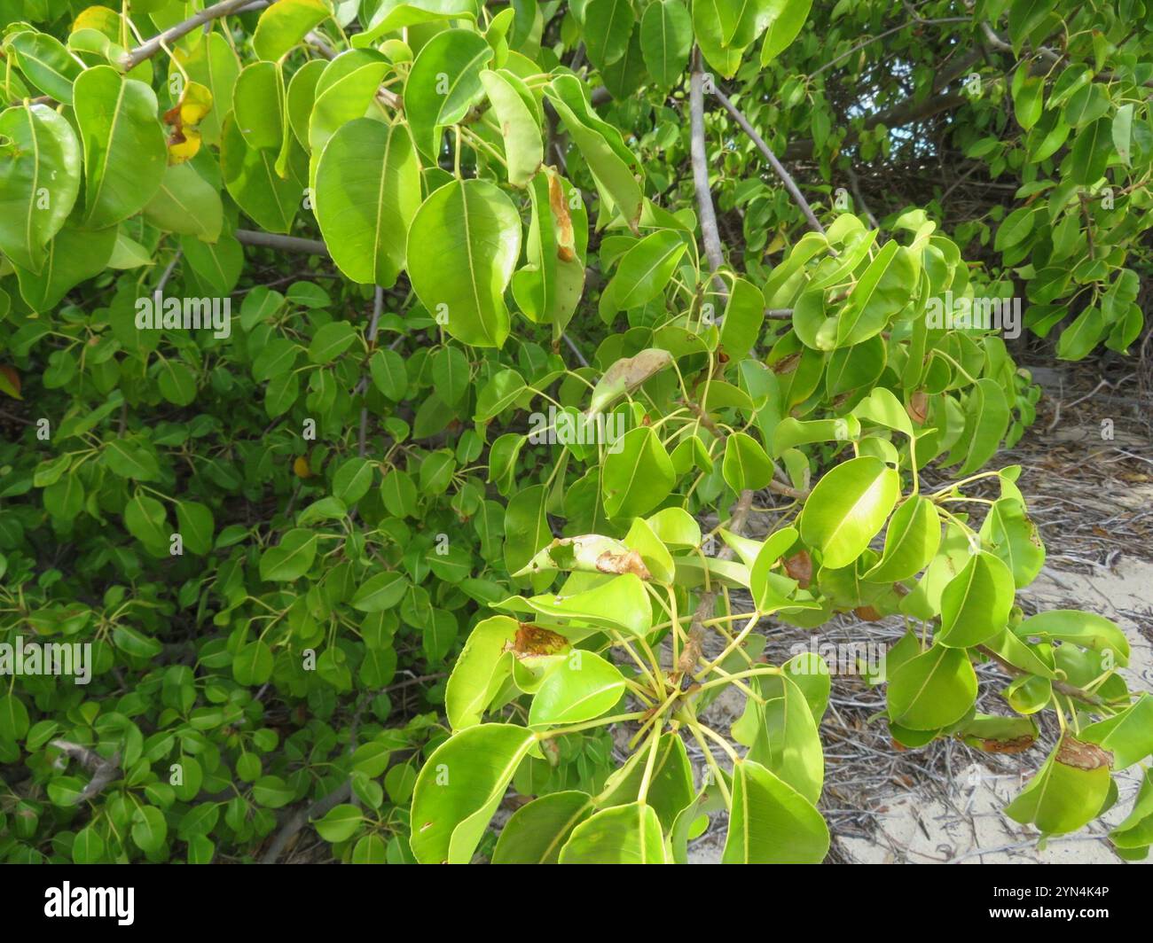 Dodder laurel hi-res stock photography and images - Alamy
