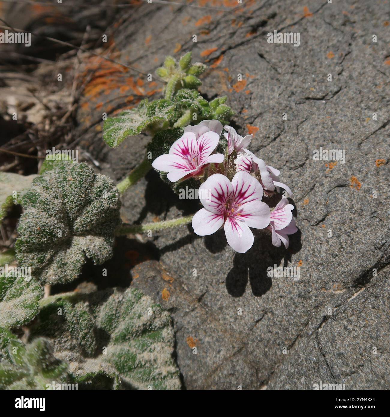 Austral Stork's-bill (Pelargonium australe Stock Photo - Alamy
