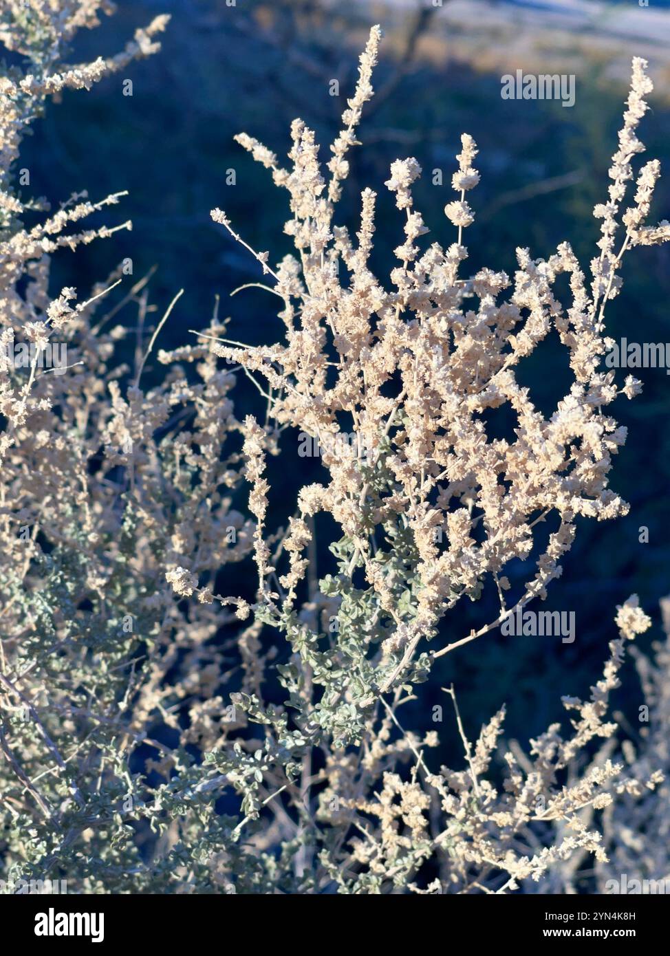 Cattle Saltbush (Atriplex polycarpa Stock Photo - Alamy