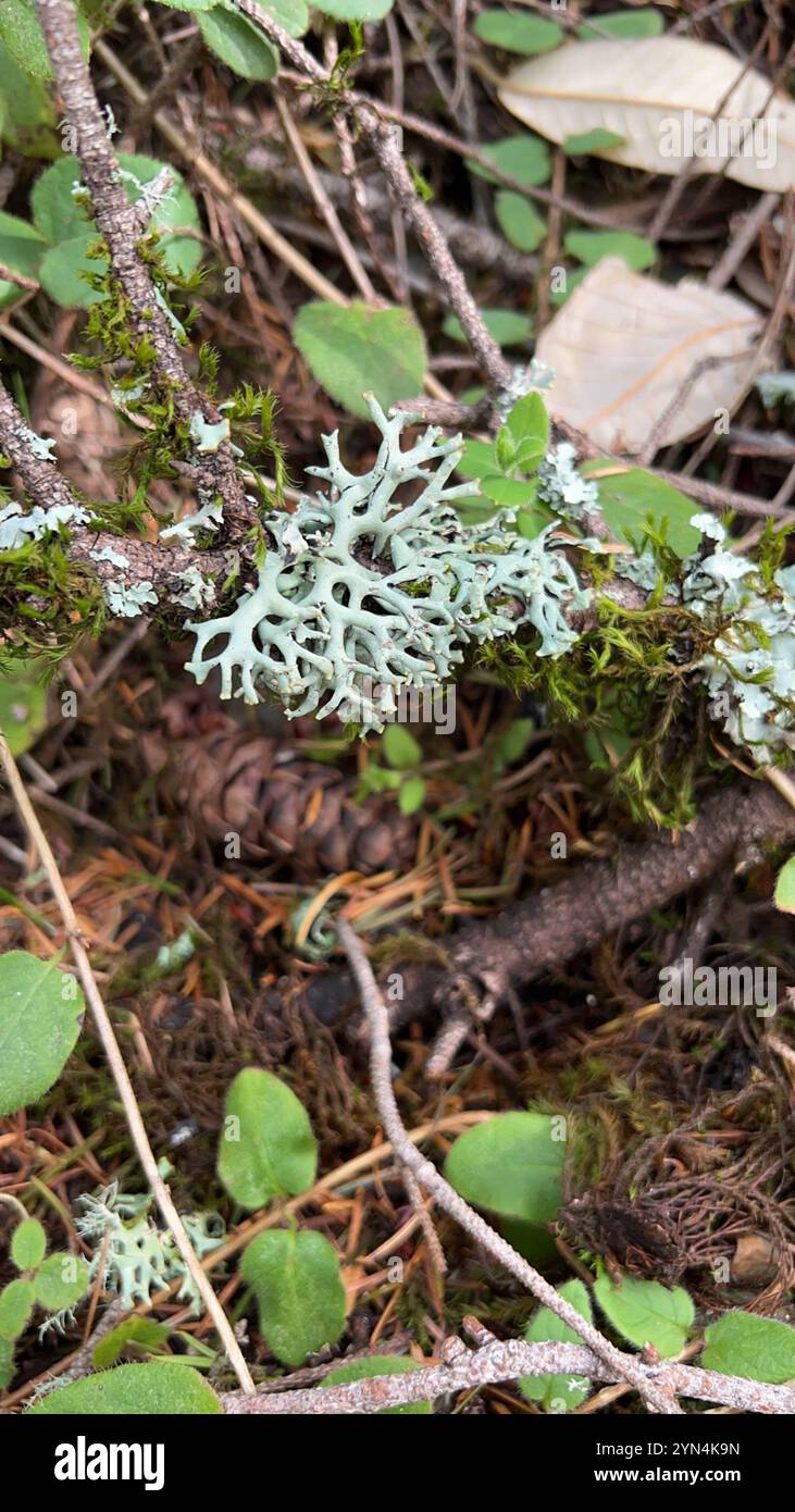 Powder-headed Tube Lichen (Hypogymnia tubulosa Stock Photo - Alamy