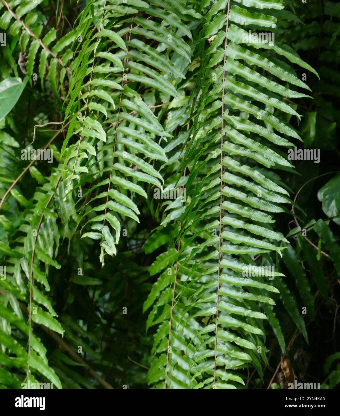 Broad Sword Fern (Nephrolepis biserrata Stock Photo - Alamy