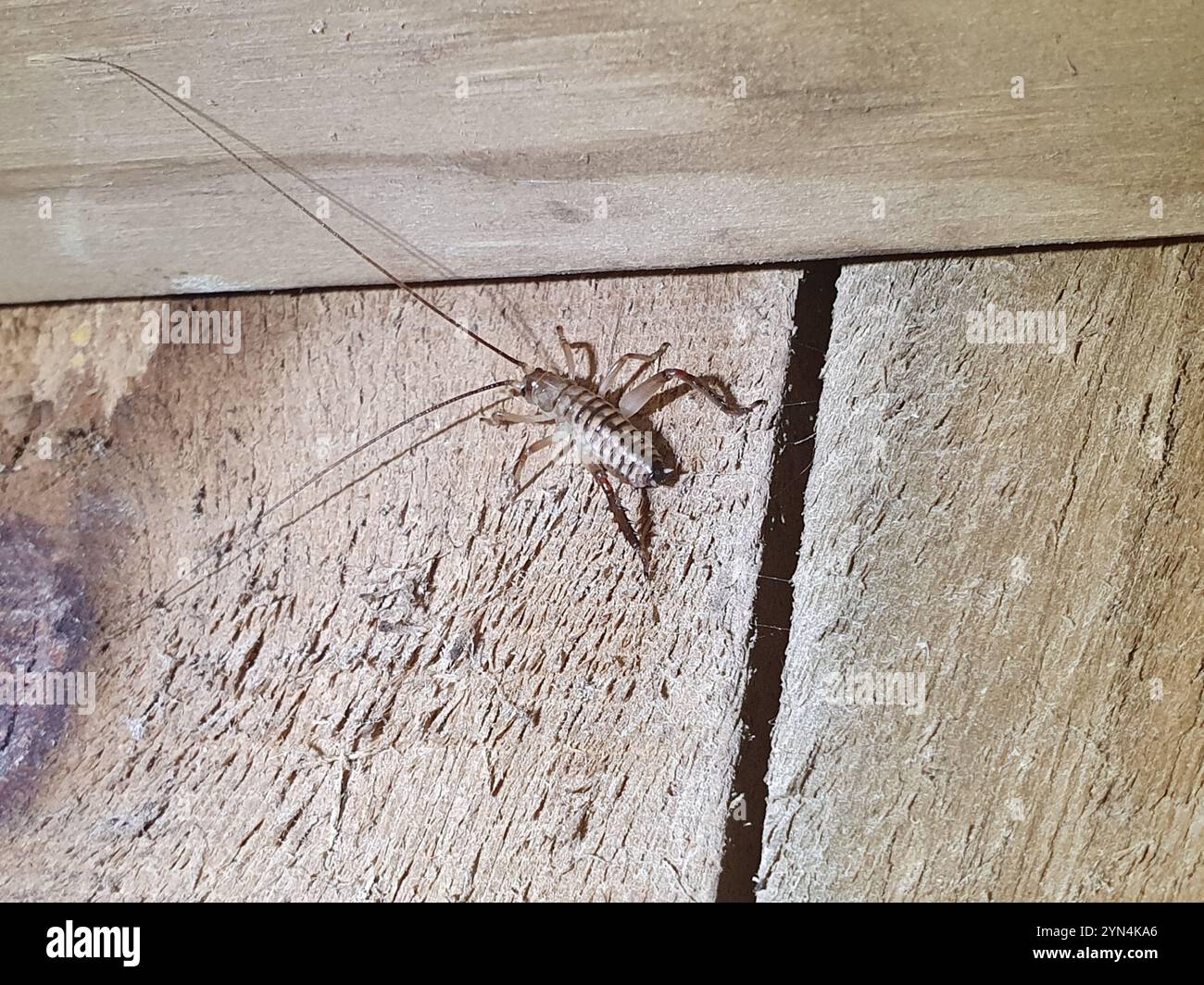 Wellington Tree Wētā (Hemideina crassidens Stock Photo - Alamy
