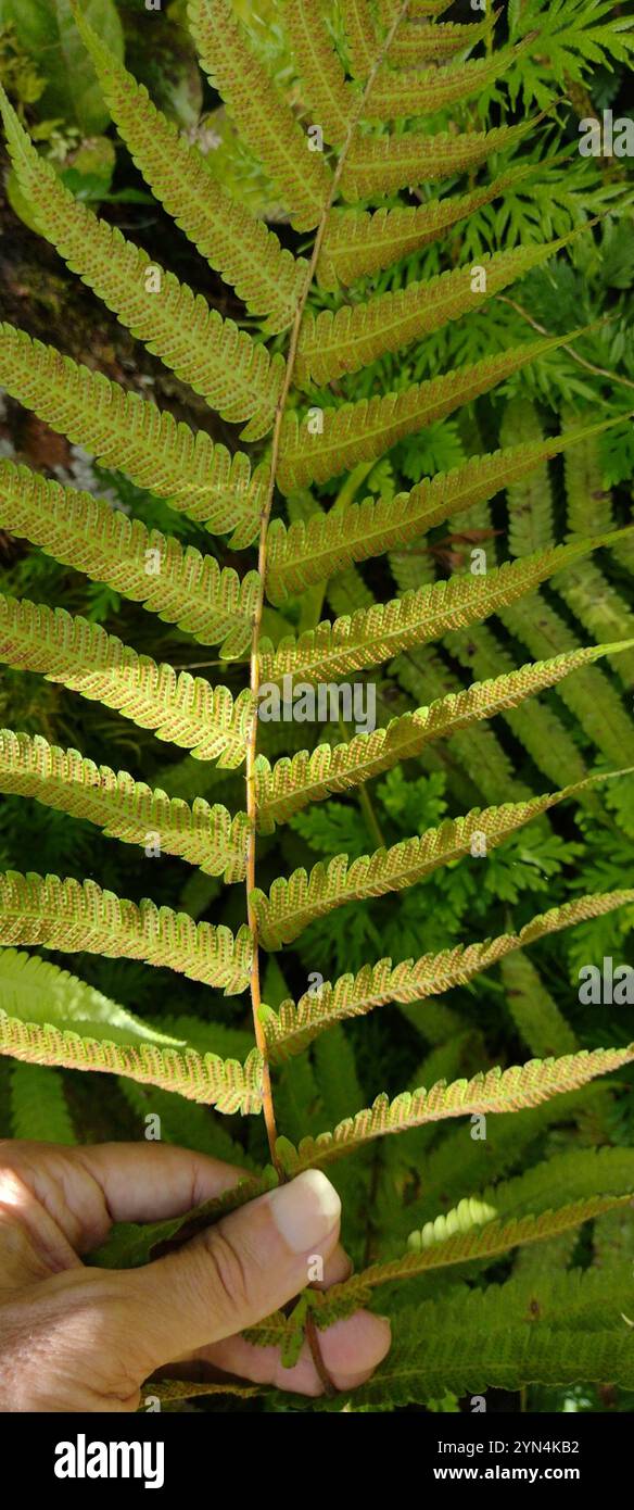 Family thelypteridaceae hi-res stock photography and images - Alamy