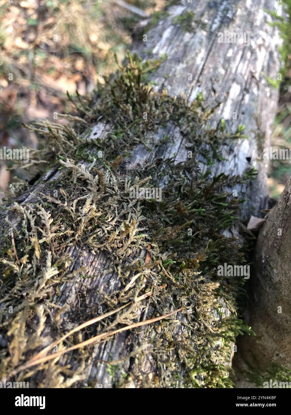 fan moss (Forsstroemia trichomitria Stock Photo - Alamy