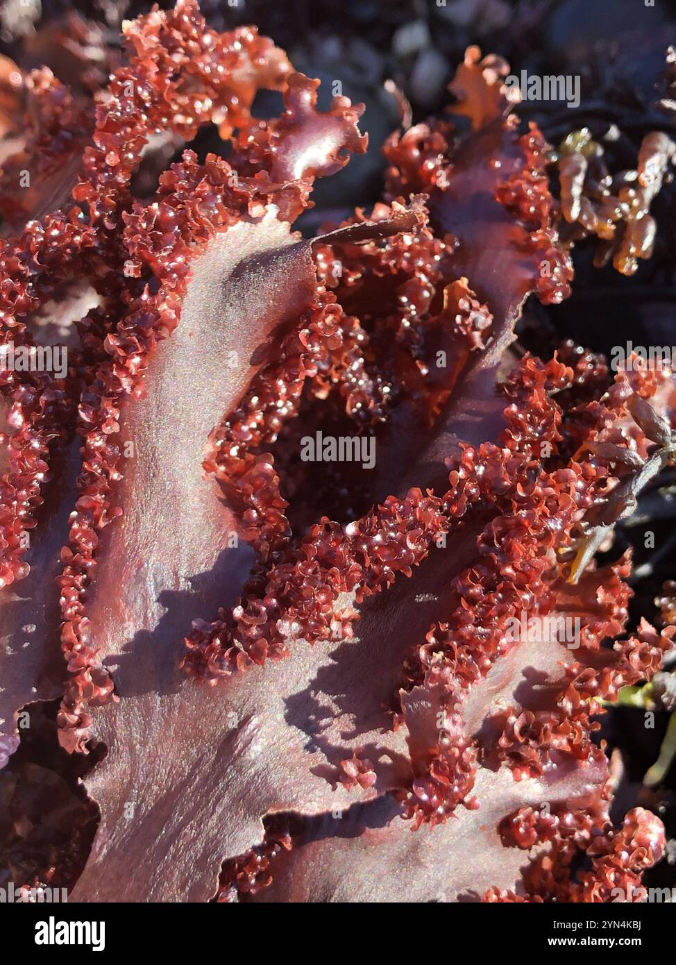 Grape Tongue (Cryptopleura ruprechtiana Stock Photo - Alamy
