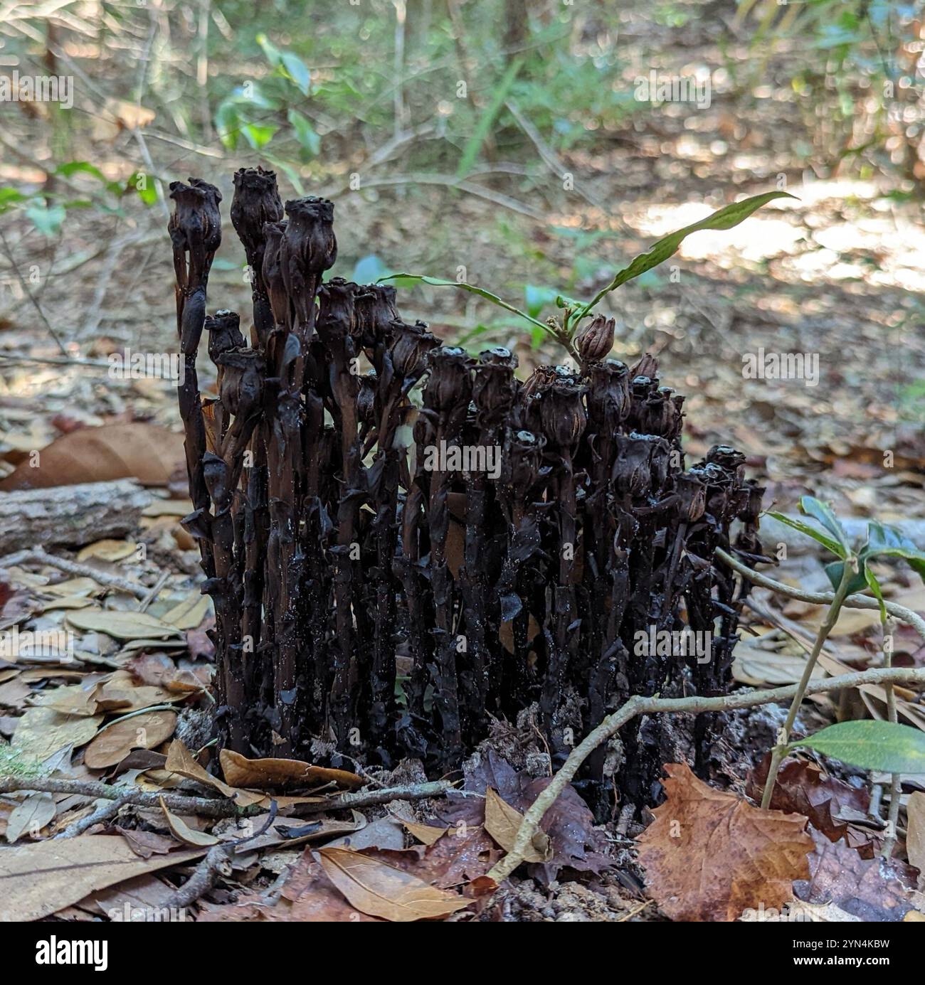 Ghost Pipe (Monotropa uniflora Stock Photo - Alamy