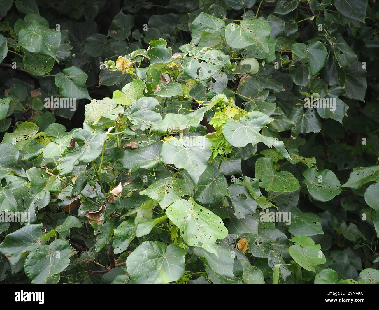 sea hibiscus (Hibiscus tiliaceus Stock Photo - Alamy
