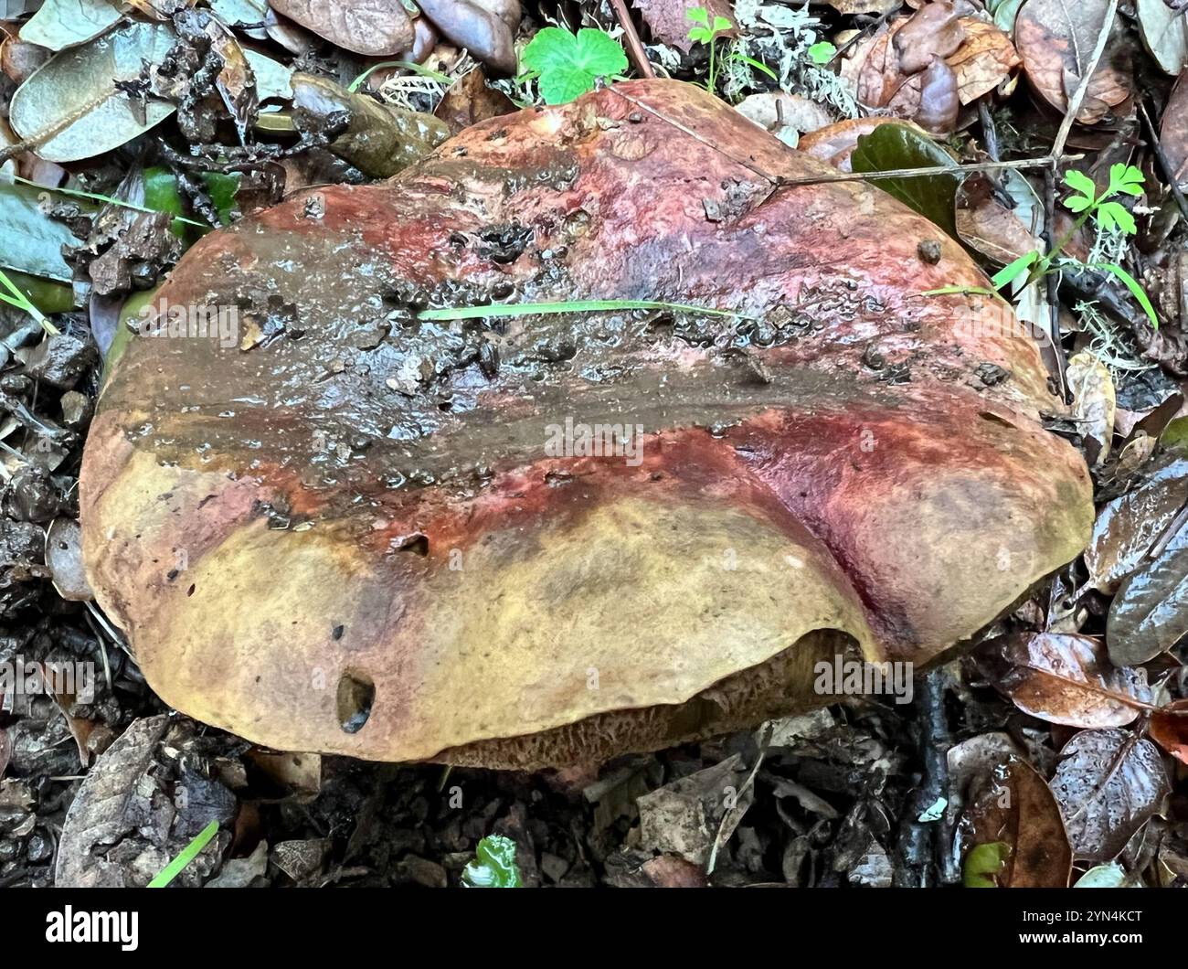 Liver bolete hi-res stock photography and images - Alamy