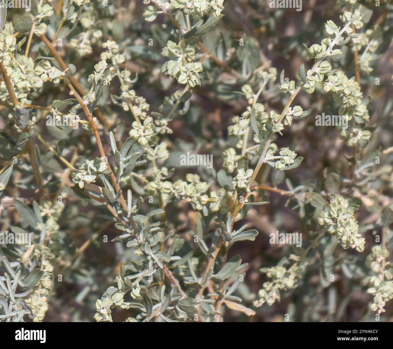 Fourwing Saltbush (Atriplex canescens Stock Photo - Alamy
