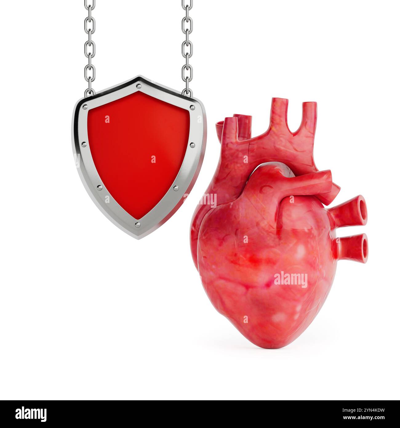 Human Heart Anatomy Internal Organ with Red Protection Shield Hanging ...