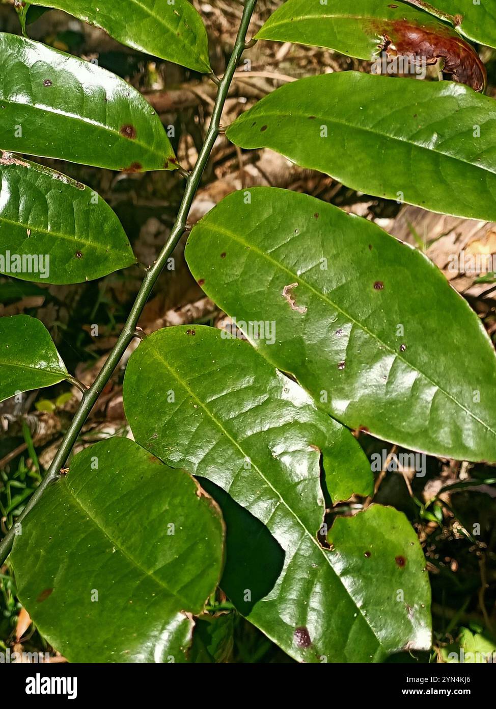 Eupomatia laurina hi-res stock photography and images - Alamy